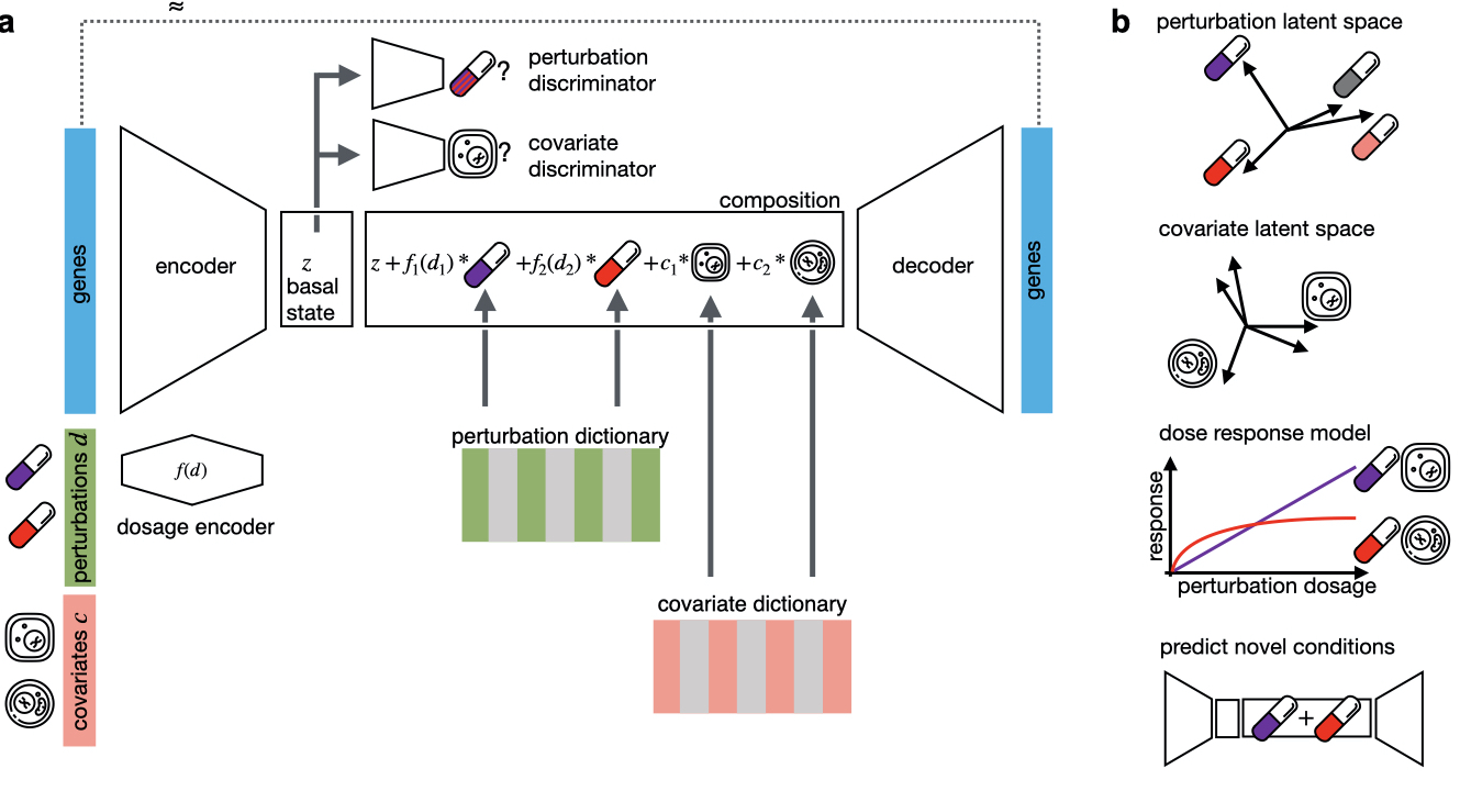 Compositional Perturbation Autoencoder For Single Cell Response Modeling Mohammad Lotfollahi