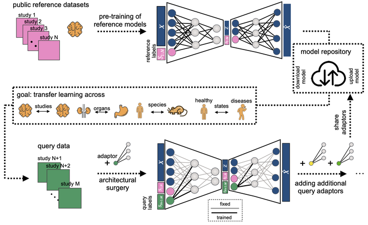 Query to reference single-cell integration with transfer learning ...
